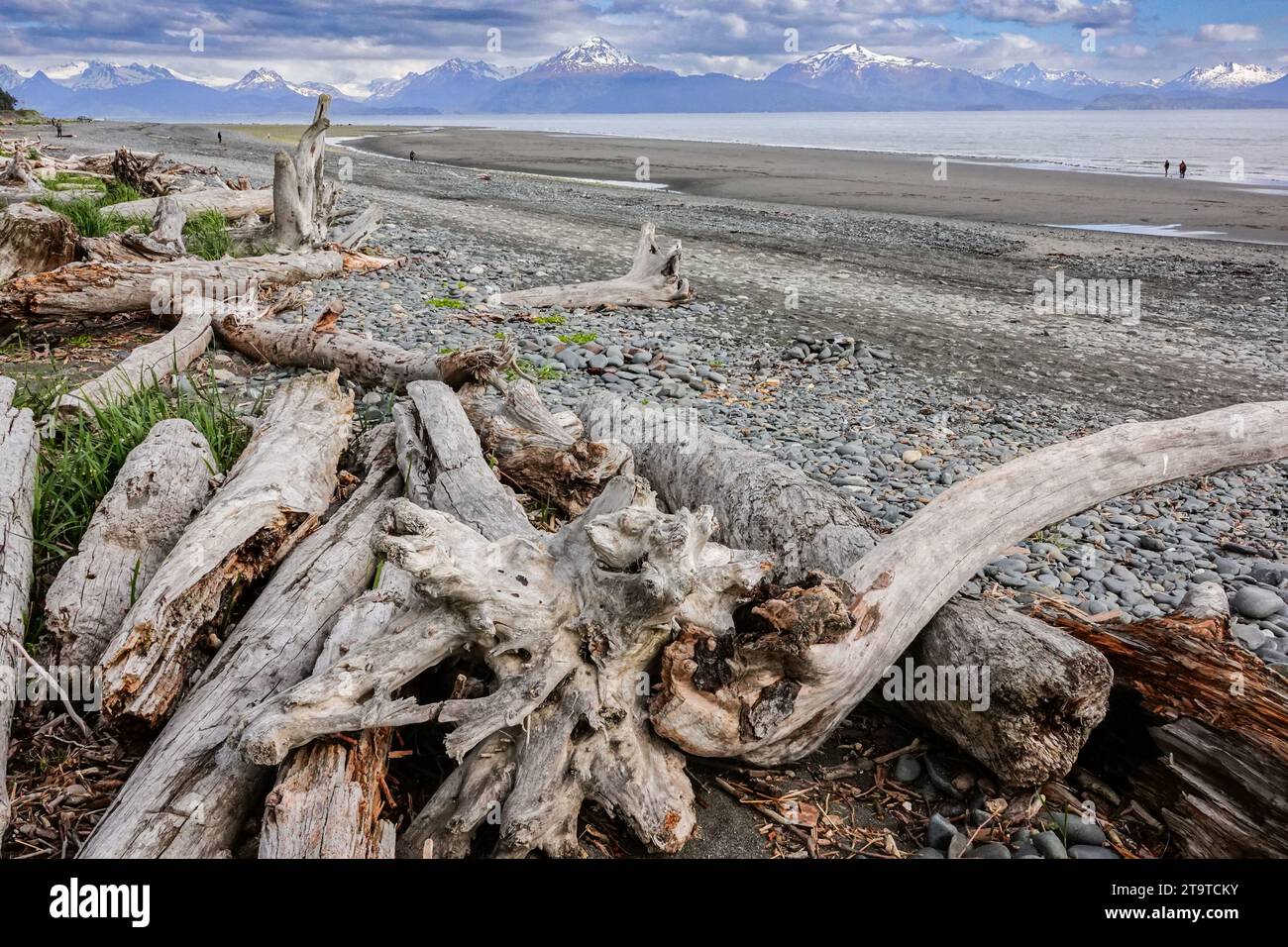 Piles of driftwood logs at the high tide line along Bishops Beach at ...