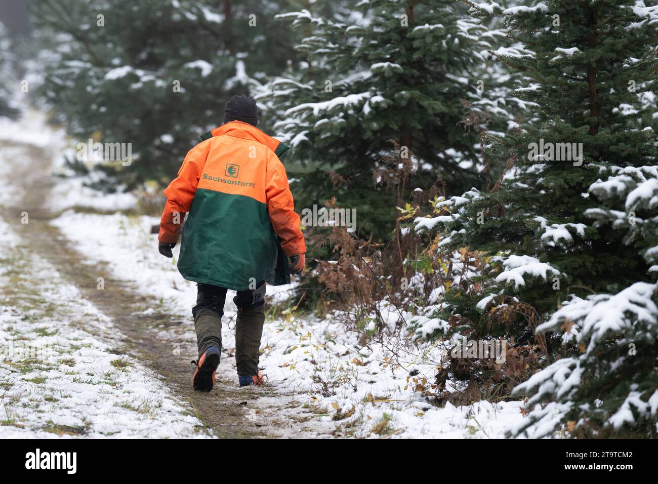 Dresden, Germany. 27th Nov, 2023. A Sachsenforst employee walks along a ...