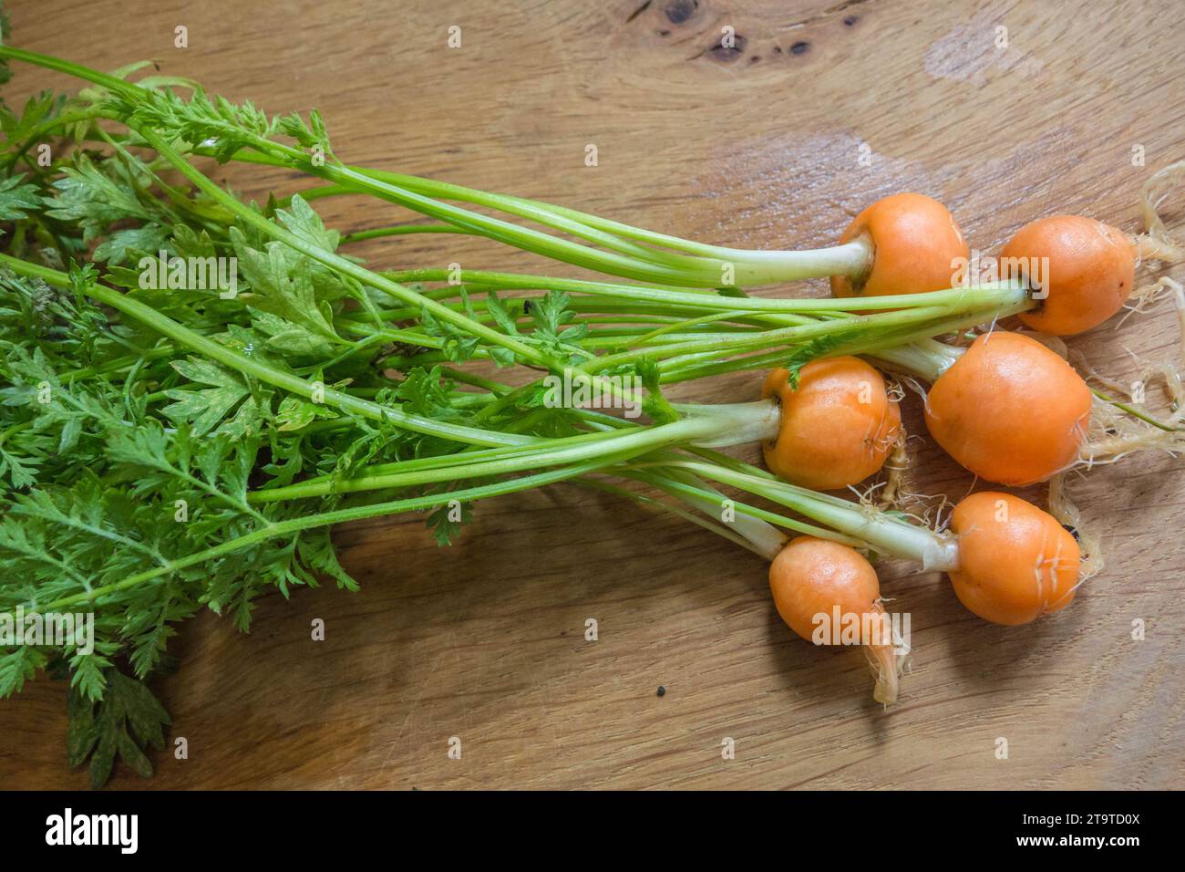 Round Parisian carrots with leaves. September 2020 Stock Photo - Alamy