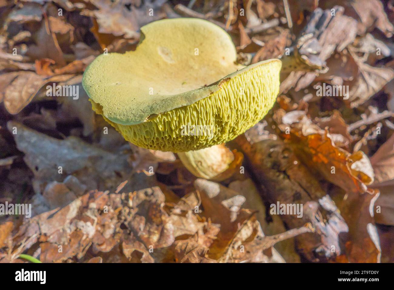 Suede Bolete Boletus subtomentosus (Boletaceae) growing through ...