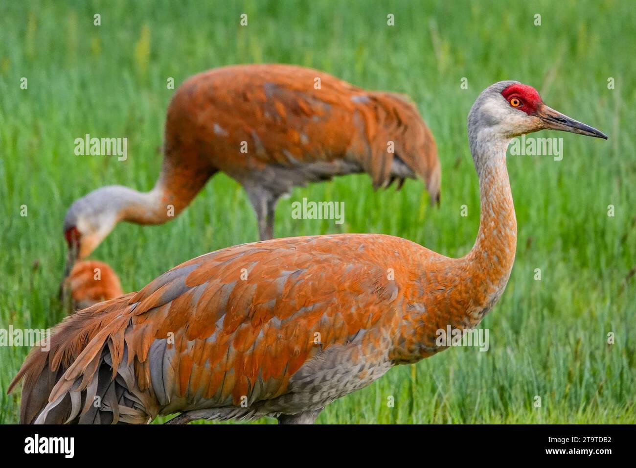 A Lesser Sandhill Crane family forages in the wetlands at Beluga Slough ...