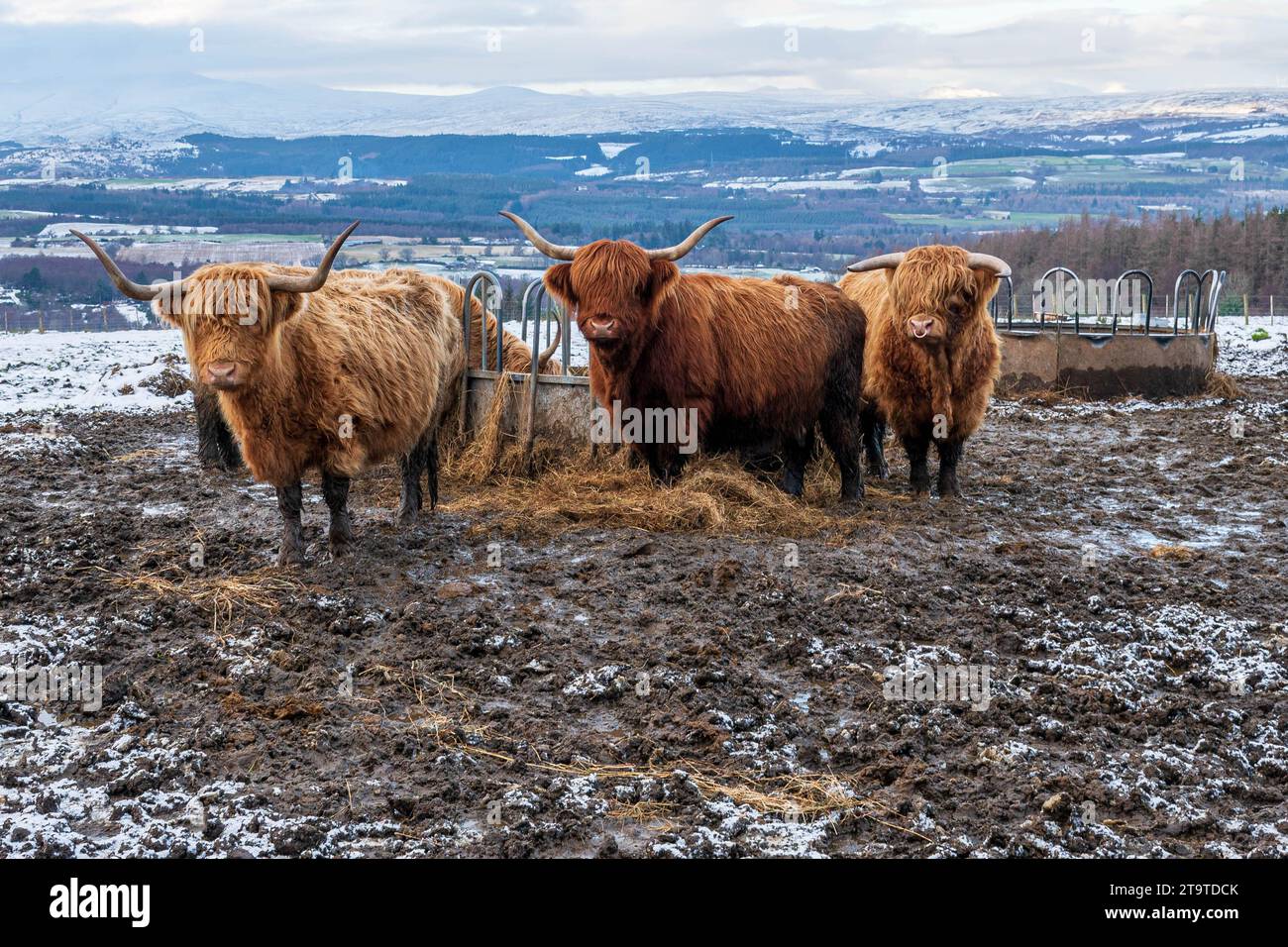 Highland cow in mud scotland hi-res stock photography and images - Alamy