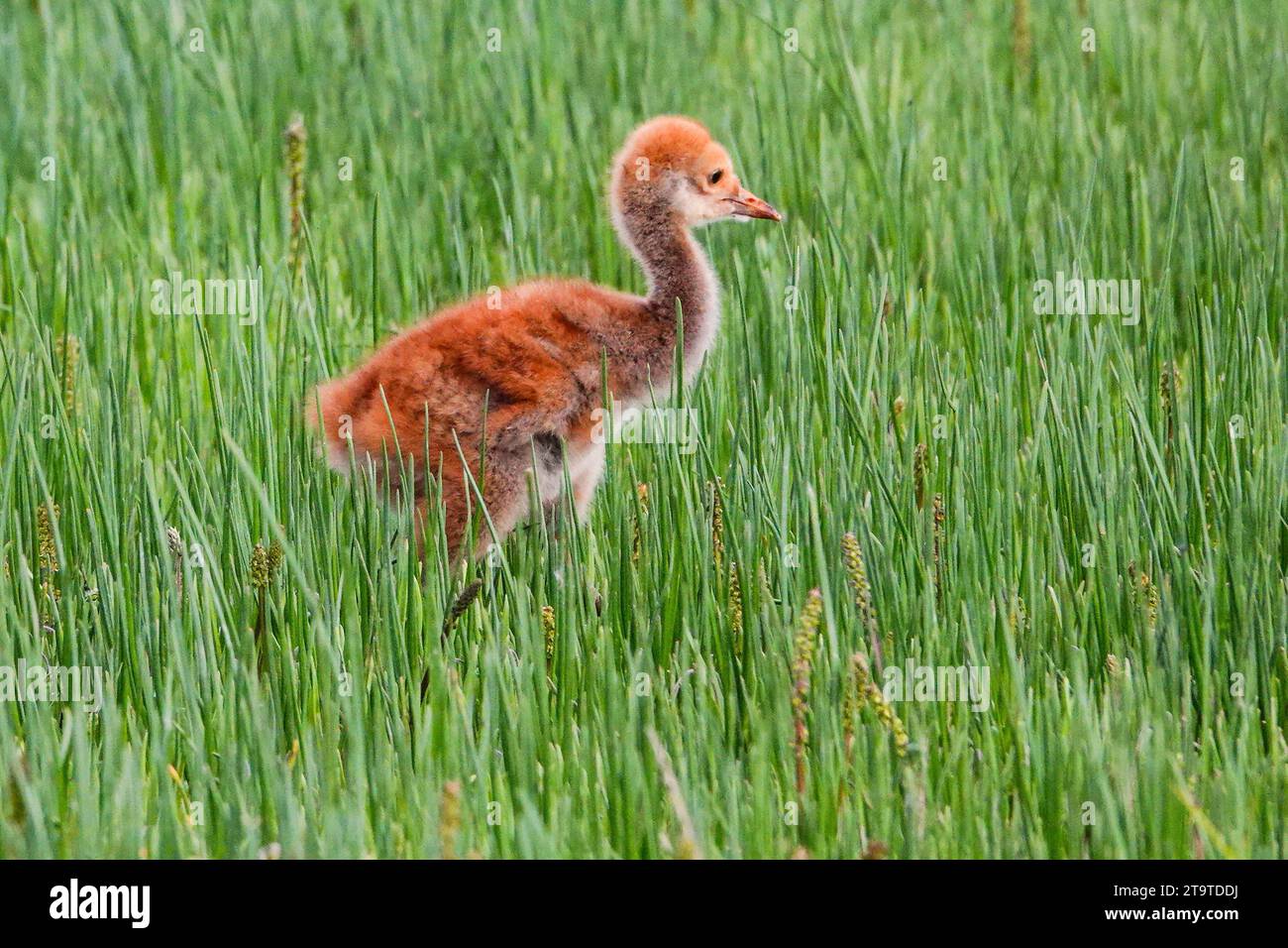A Lesser Sandhill Crane colt foraging in the wetlands at Beluga Slough ...