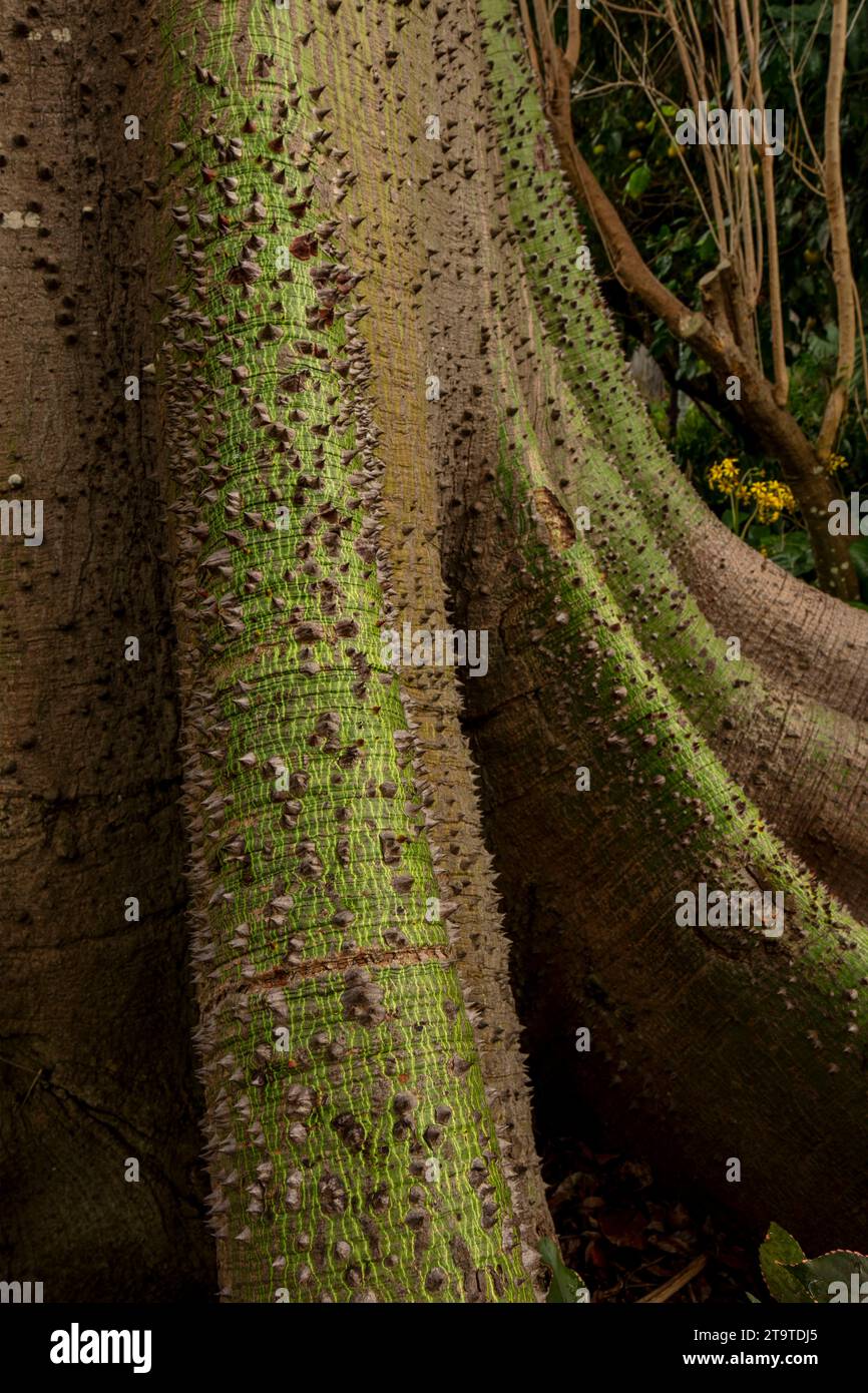 Highly textured, spiny, trunk of Kapok Tree, Ceiba Pentandra, with ...