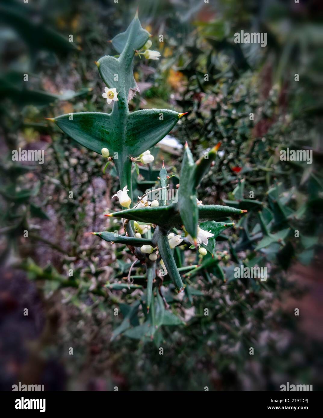 Natural close up flowering plant portrait of the stunningly spikey ...