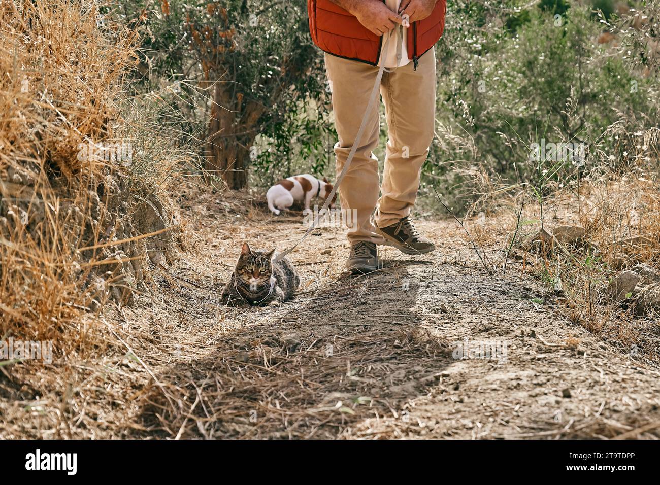 Mature gray haired man spending time outdoors with his tabby cat and ...