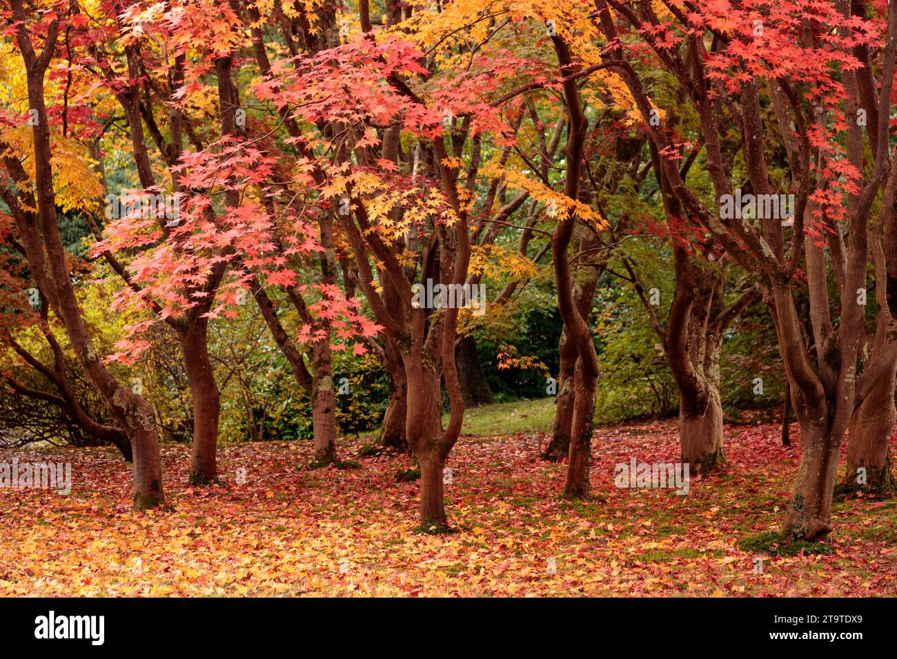 Acer trees hi-res stock photography and images - Alamy