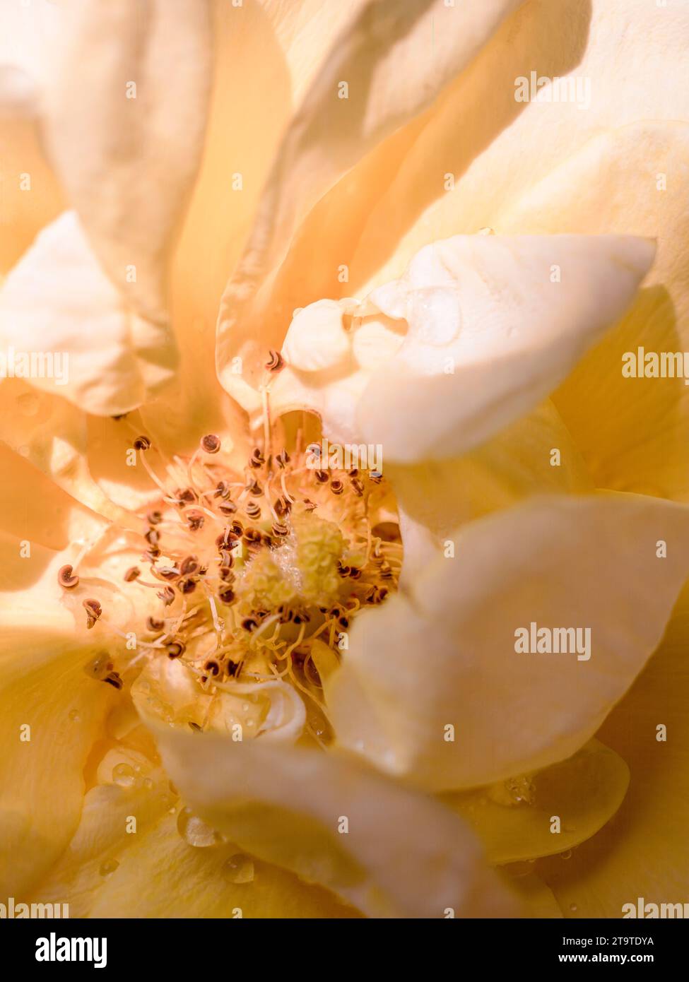 Quirky macro white rose semi abstract portrait, high resolution Stock ...
