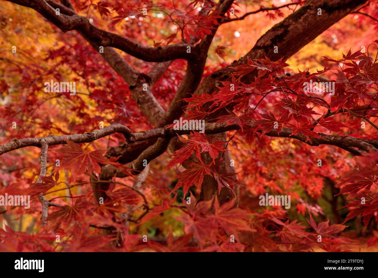 Acer tree in beautiful autumnal colours Stock Photo - Alamy