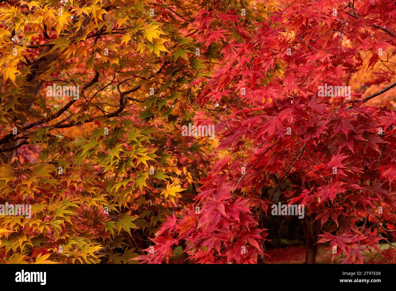 Acer trees in beautiful autumnal colours Stock Photo - Alamy