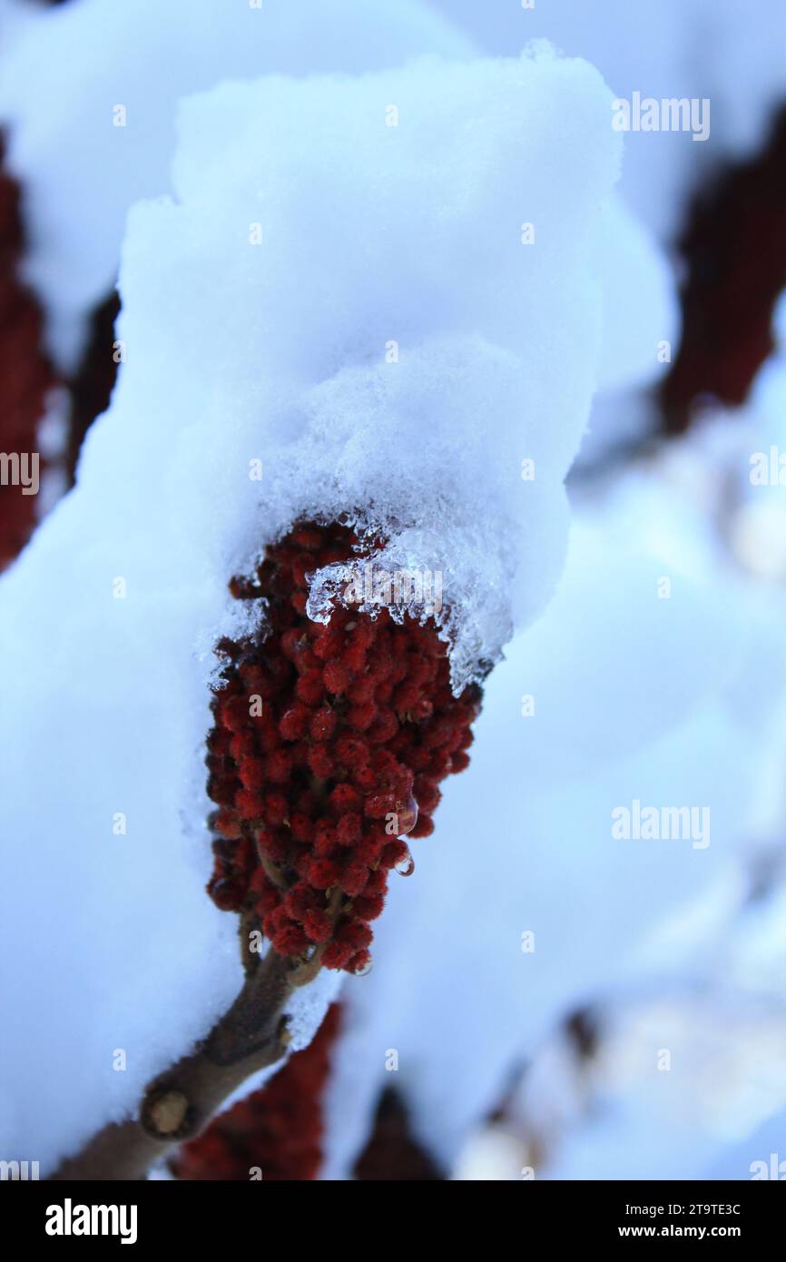 Season first hi-res stock photography and images - Alamy