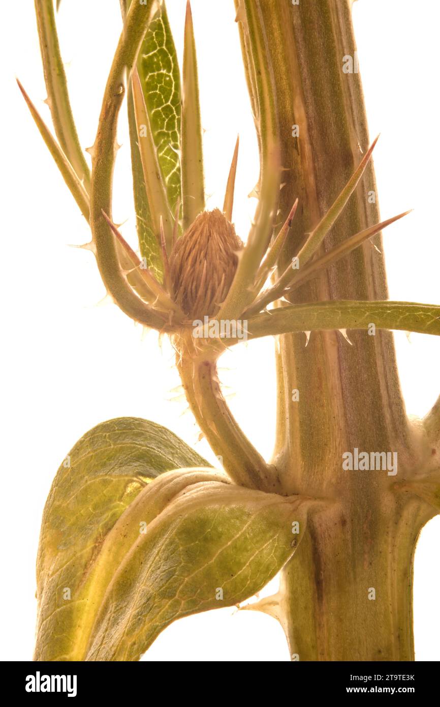 Crisp plant portrait of stately Teasel, Dipsacus, showing pattern and ...