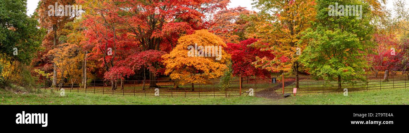 Panoramic view of acer trees in beautiful autumnal colours Stock Photo ...