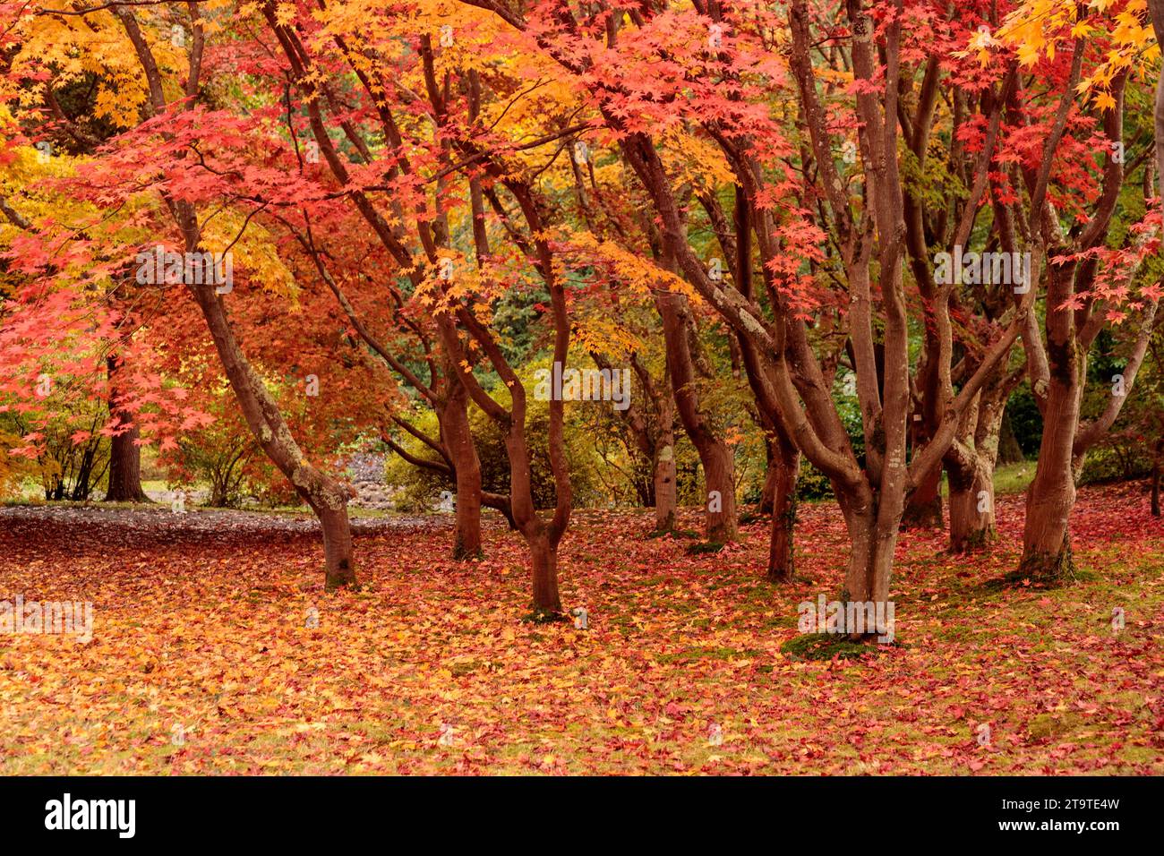 Acer trees in beautiful autumnal colours Stock Photo - Alamy