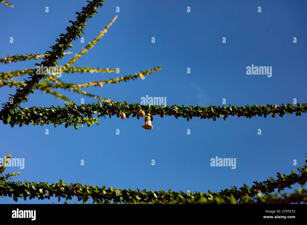 Strikingly beautiful bell shaped flowering small tree in good sunshine ...