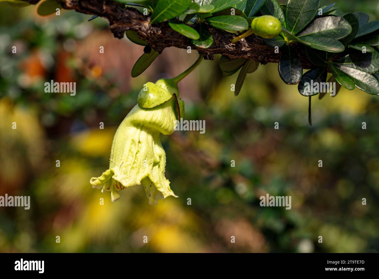 Strikingly beautiful bell shaped flowering small tree in good sunshine ...