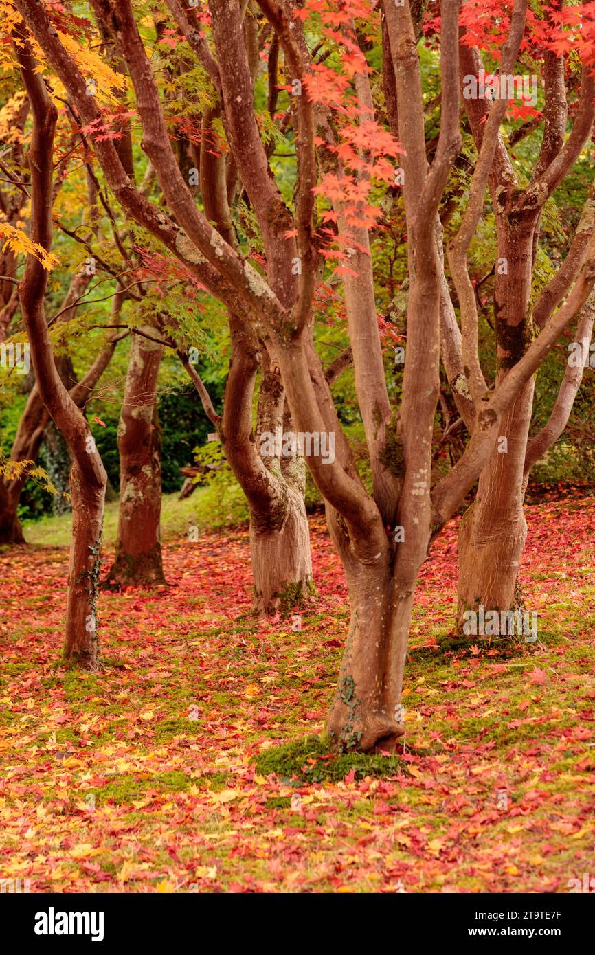 Acer trees in beautiful autumnal colours Stock Photo - Alamy