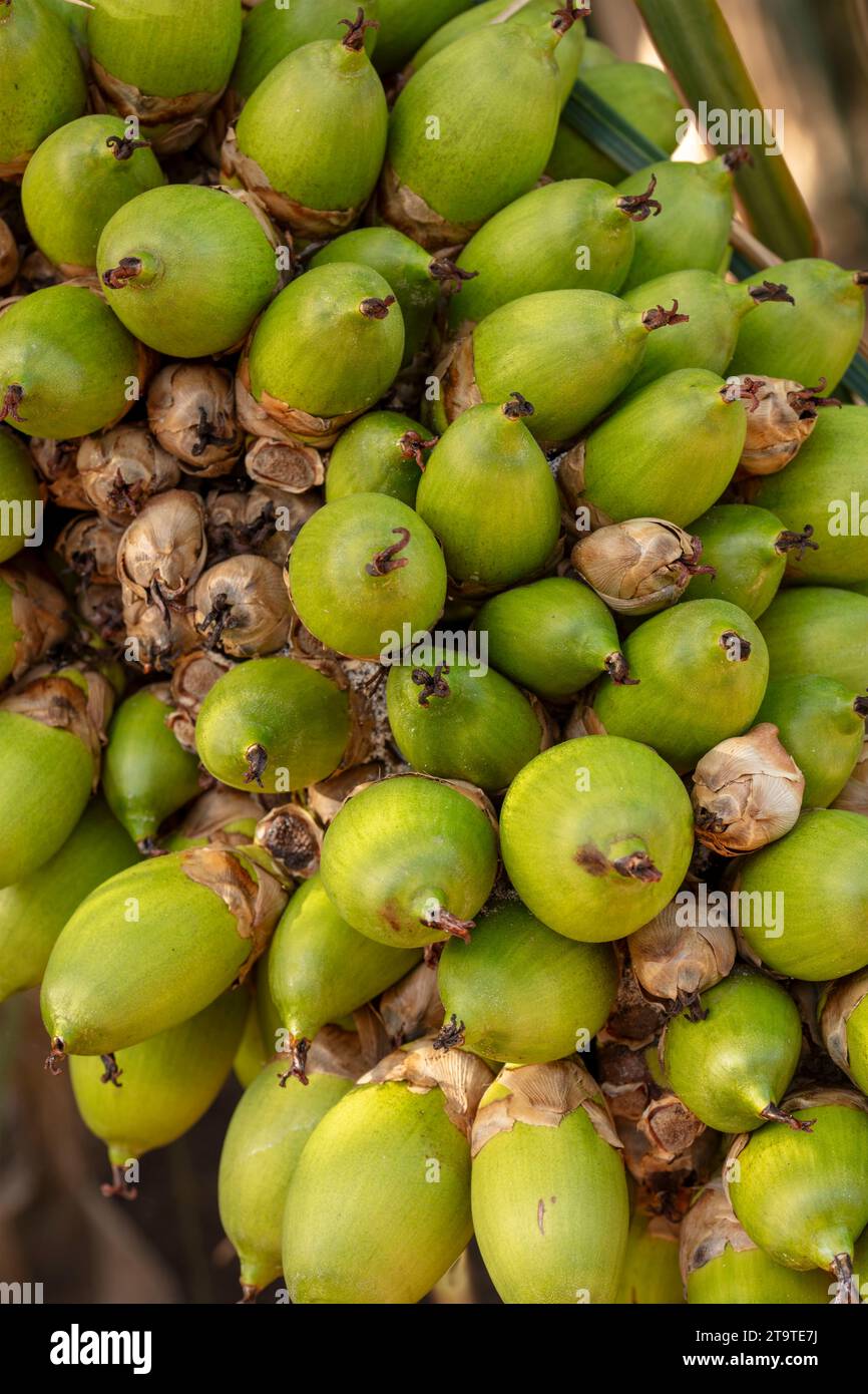 Natural semi abstract plant portrait of Attalea phalerata, palm tree ...