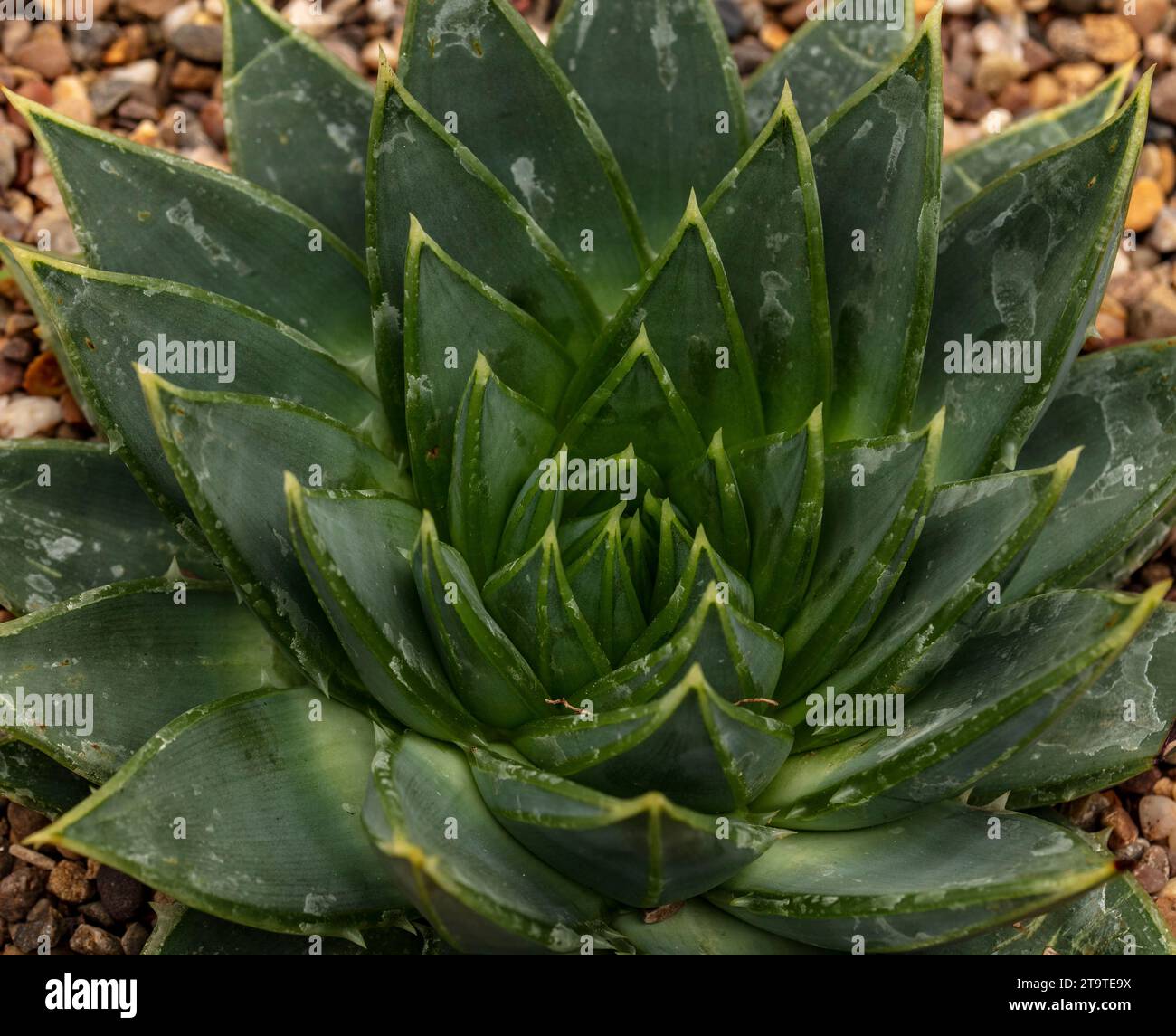 Natural close up succulent plant portrait of Aloe polyphylla, the ...