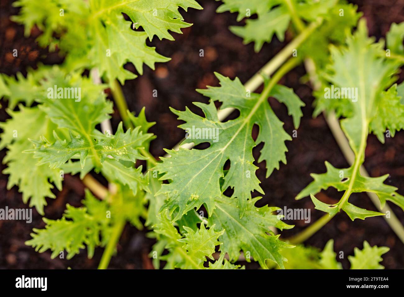 Crops prolifically hi-res stock photography and images - Alamy