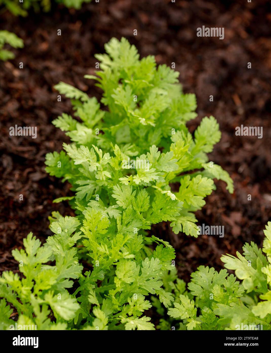 Natural close up food plant portrait of the deceptively useful winter ...