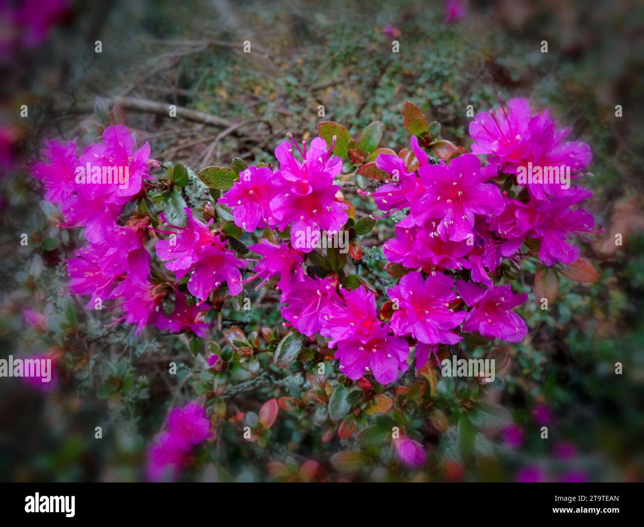 Stunningly colourful Rhododendron ‘Amoenum’ blooming in early winter ...