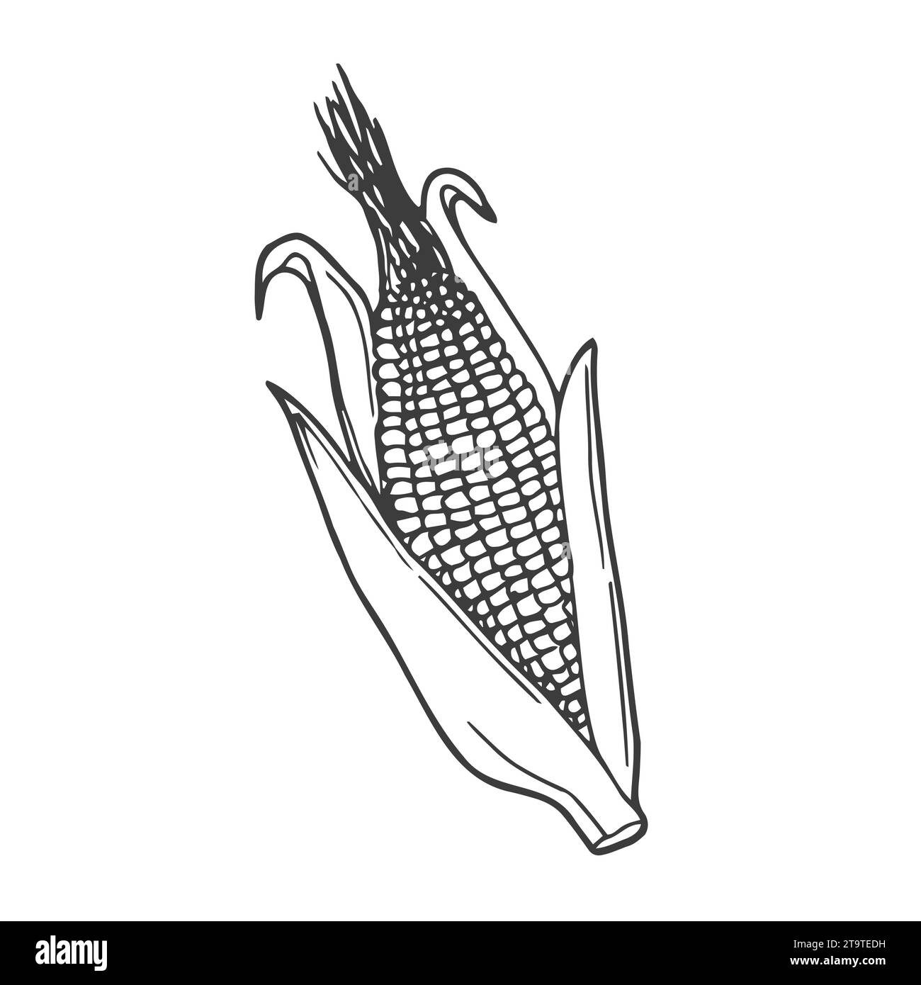 Vector hand drawn popcorn corn cob outline doodle icon. Food sketch illustration for print, web ...