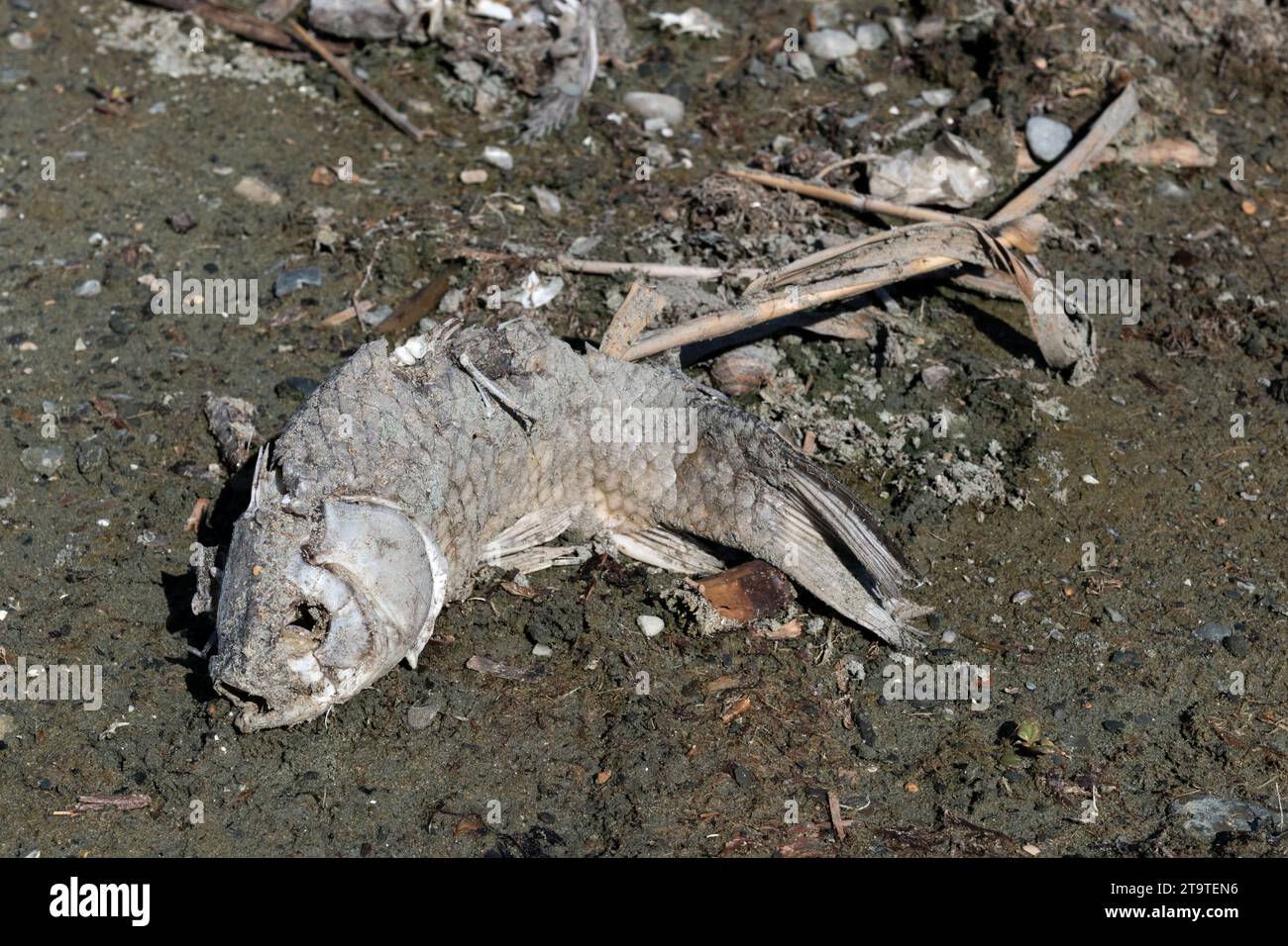 The skeleton of a small, dead fish decaying on a polluted shoreline of ...