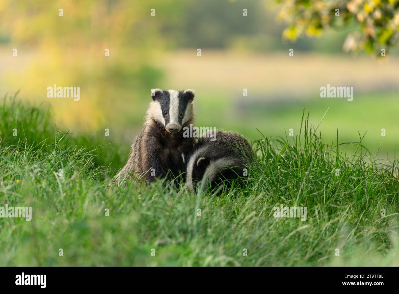 Badgers, Scientific name: Meles meles. Young badger cubs sat in a ...