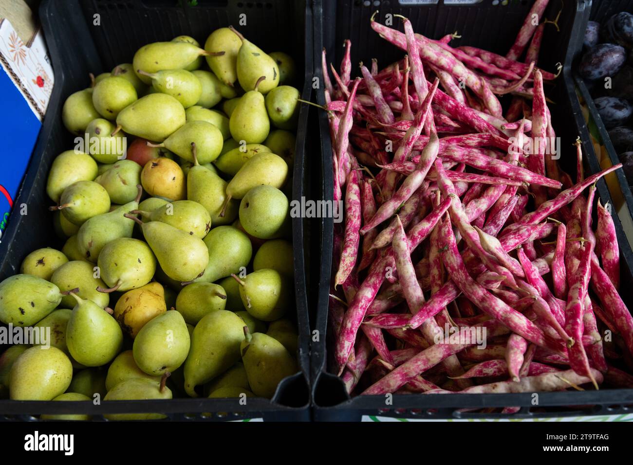 Adjacent bins of ripe, small green pears and freshly harvested barlotti ...