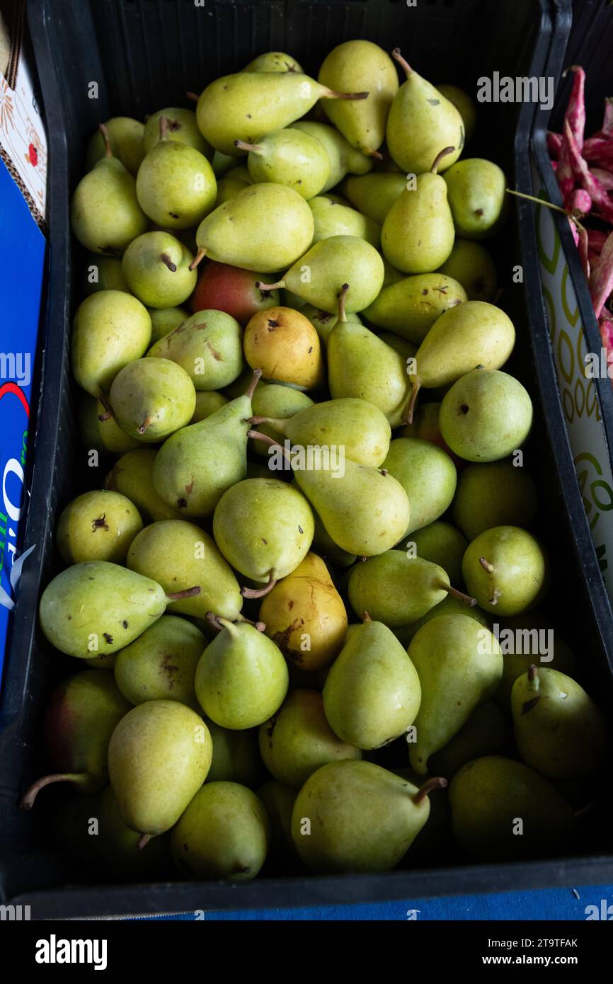 Bin of ripe, small green pears at an outdoor produce market in Florence ...