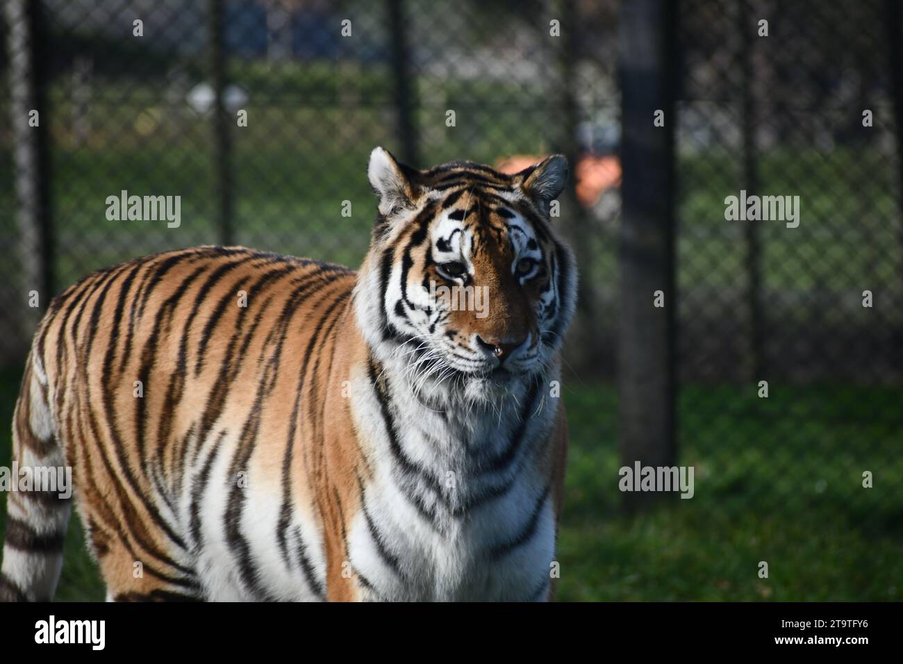 Tiger otter hi-res stock photography and images - Alamy