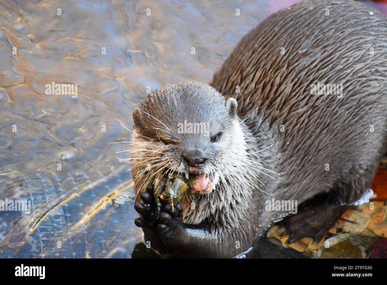 Tiger otter hi-res stock photography and images - Alamy