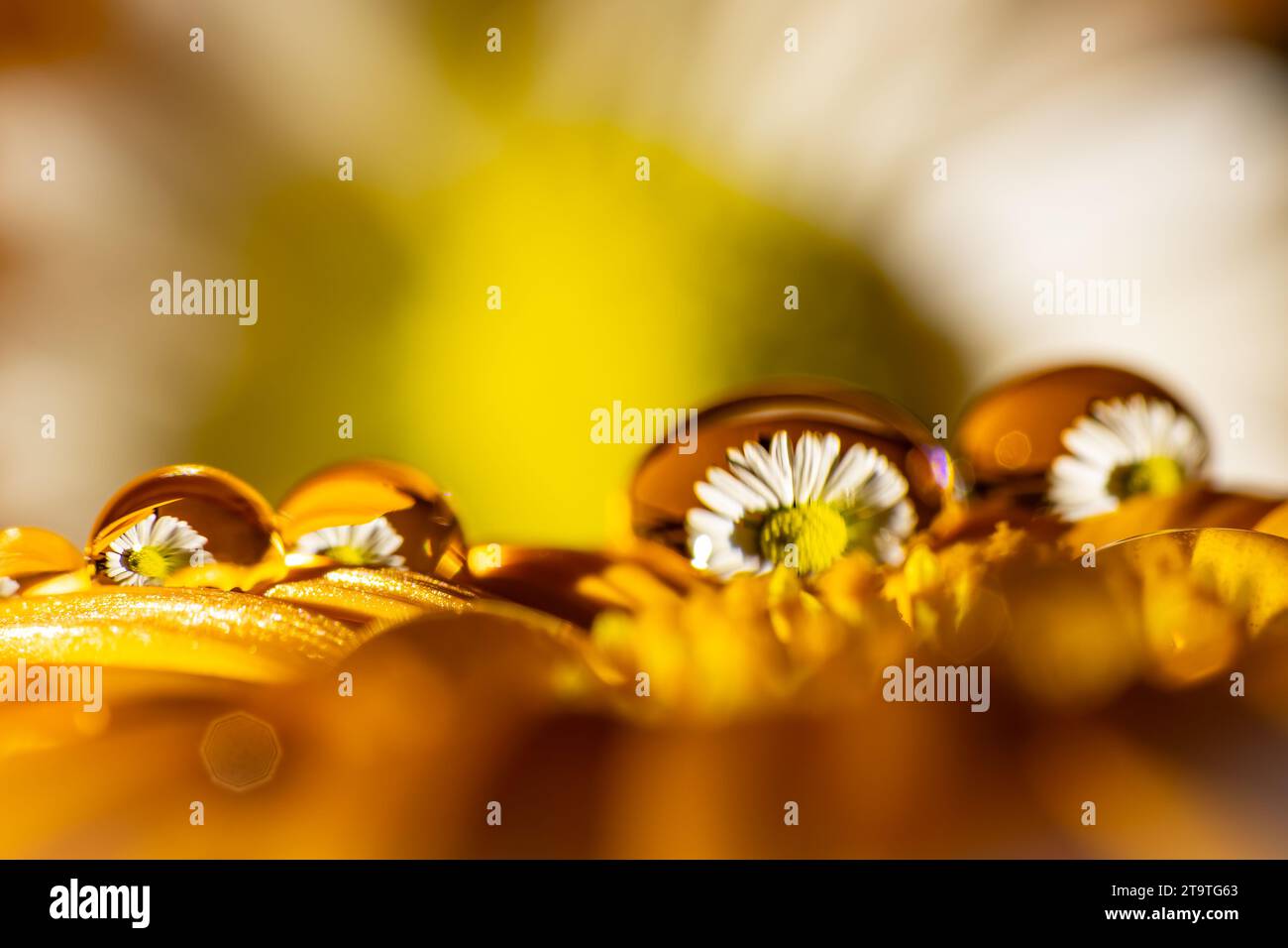 Waterdrops with reflections of a Flower Stock Photo - Alamy
