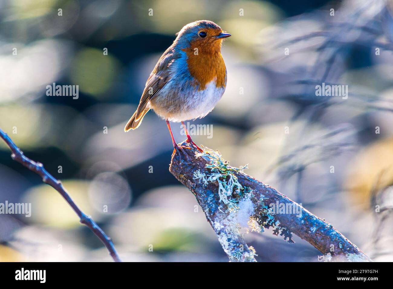 Robin Redbreast sitting on a branch Stock Photo - Alamy