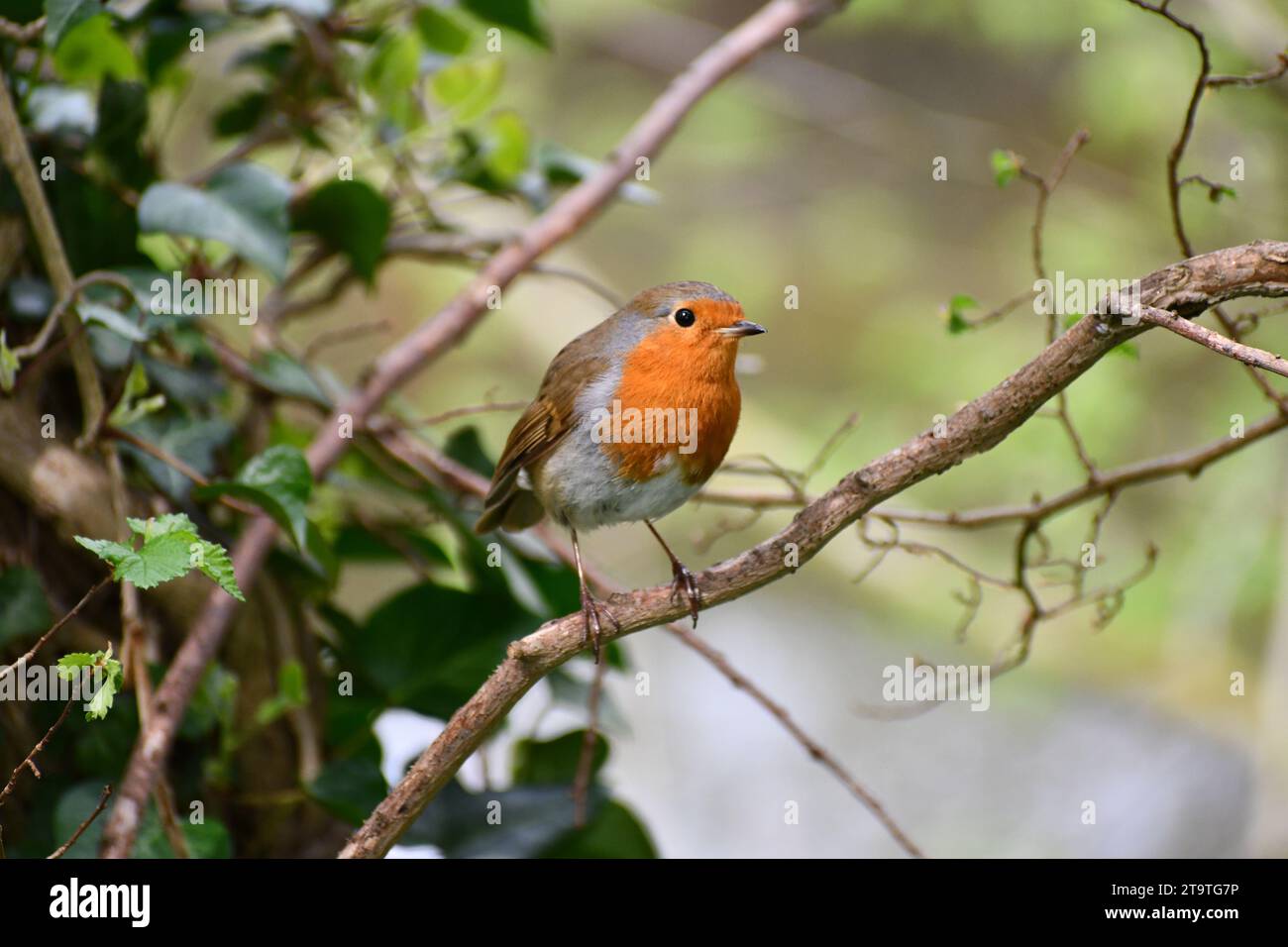 British robin hi-res stock photography and images - Alamy