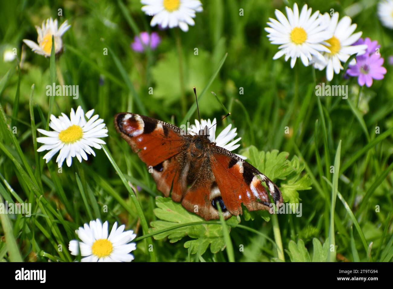 Butterfly free hi-res stock photography and images - Alamy