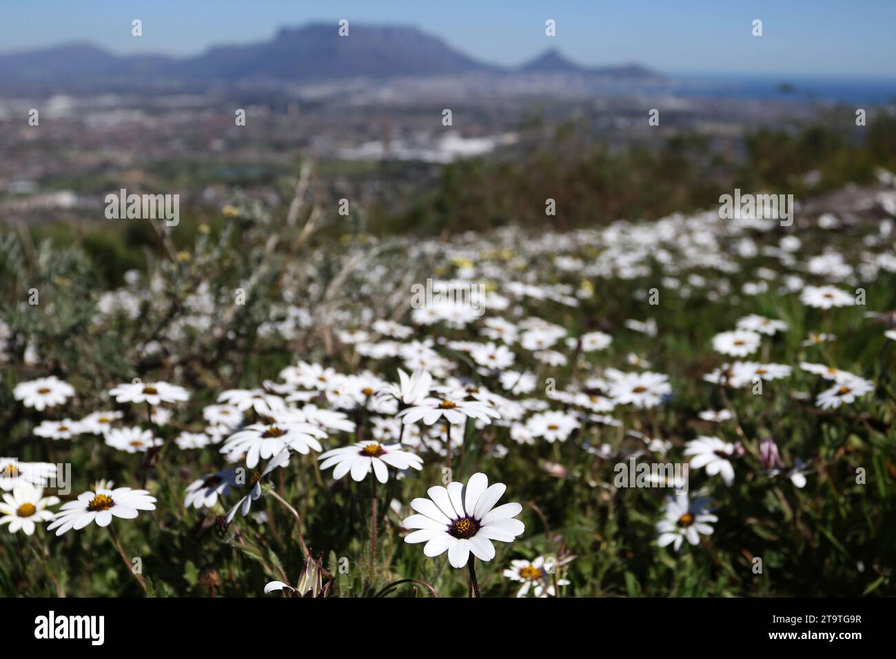 Wild flowers in bloom on Tygerberg Hill where Table Mountain can be ...
