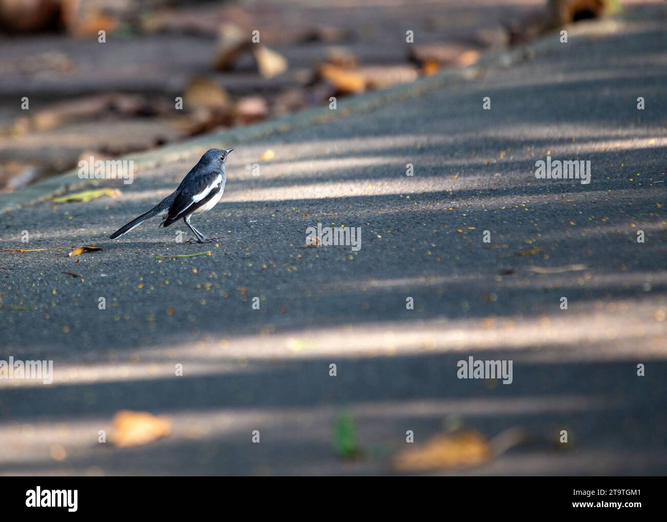 The magpie tour hi-res stock photography and images - Alamy