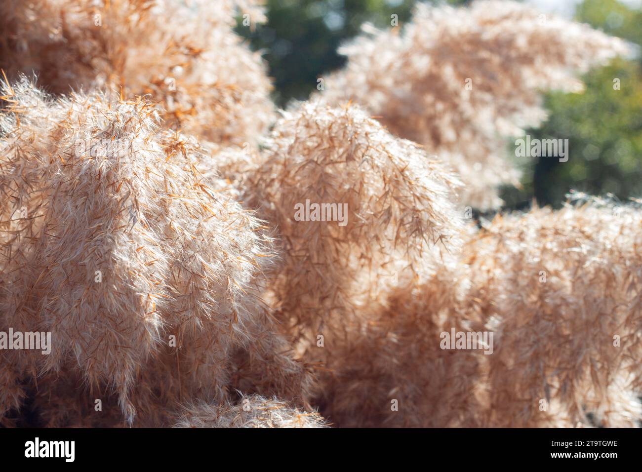 Reed Pampas grass, dry reed plant outdoors, green grass background ...