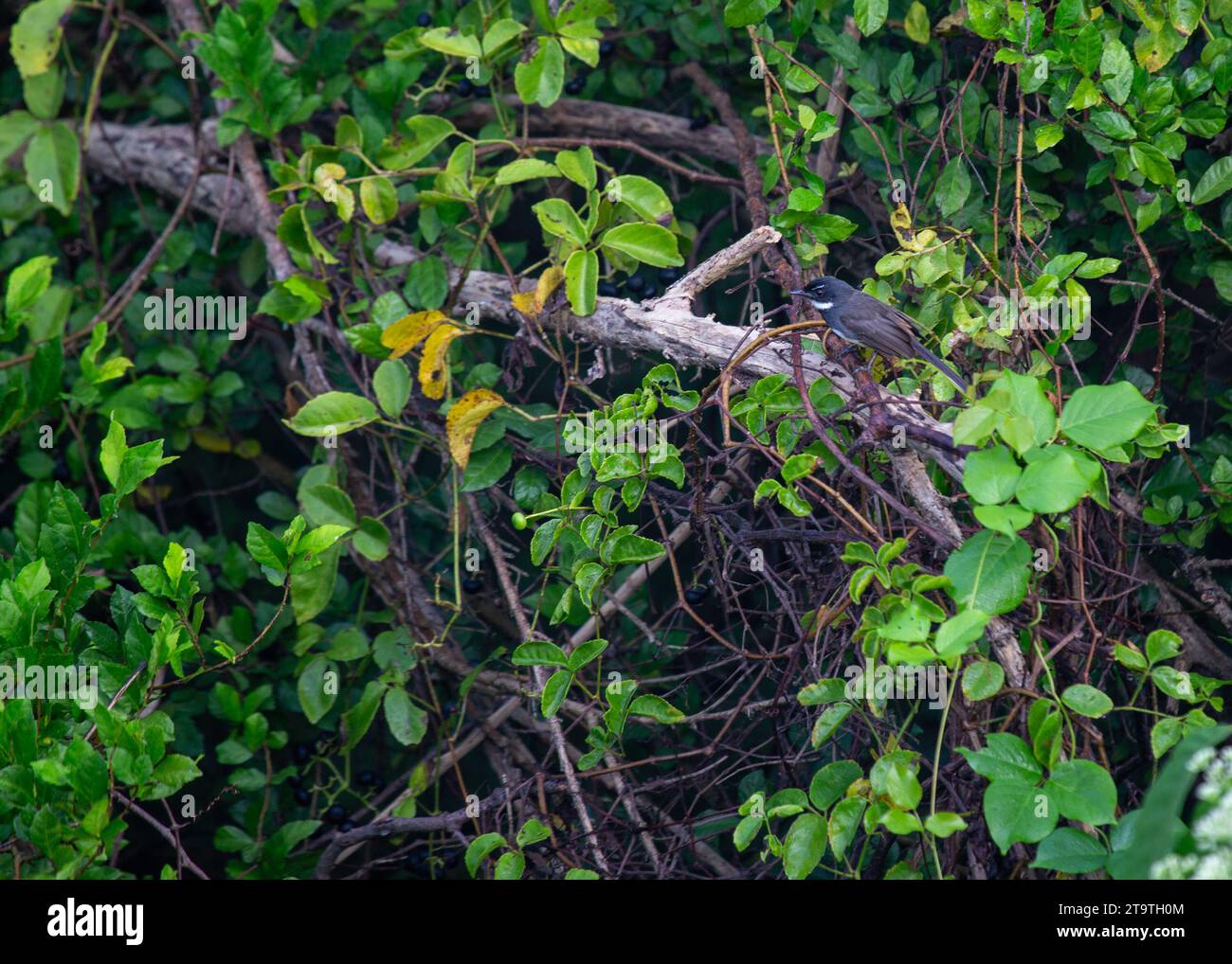 Delight in the melodious presence of the Oriental Magpie-Robin ...