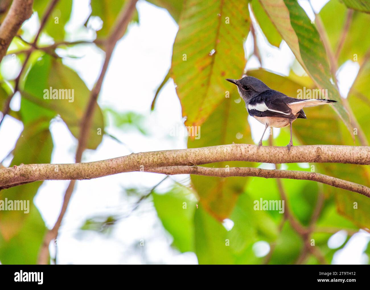 Delight in the melodious presence of the Oriental Magpie-Robin ...