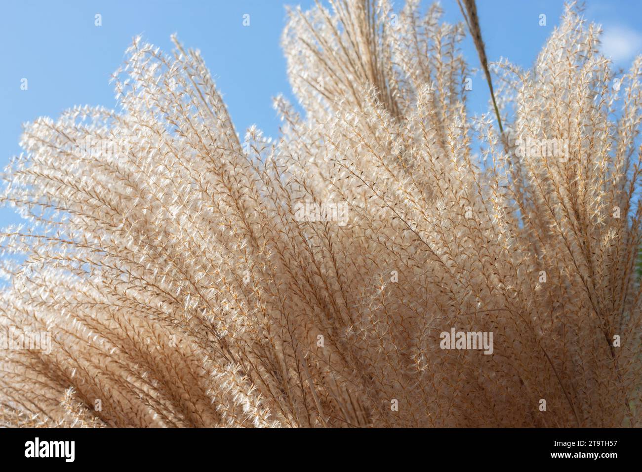 Reed Pampas grass, dry reed plant outdoors, green grass background ...