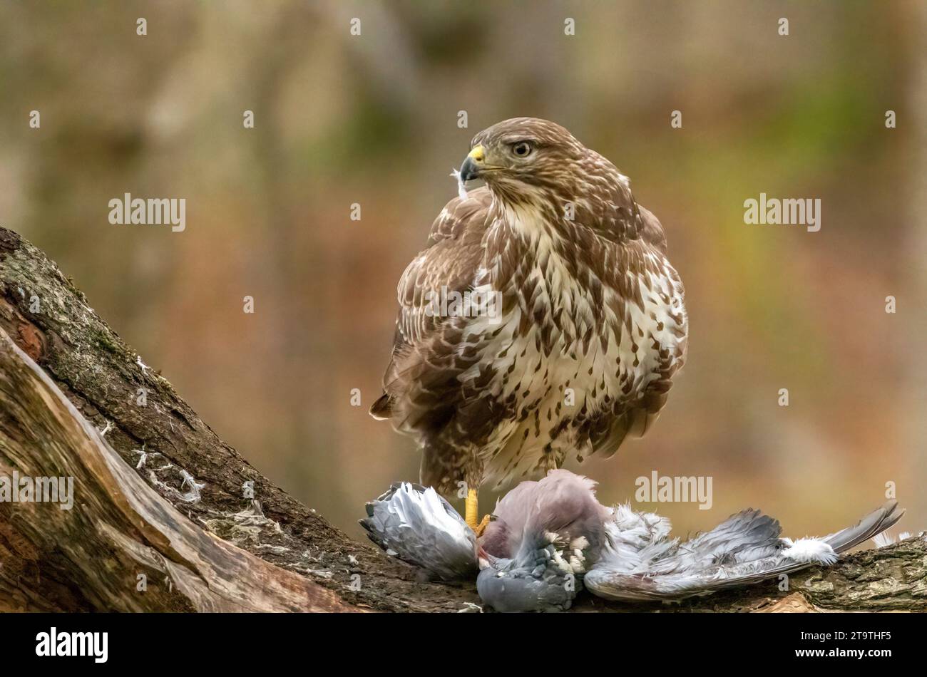 Buzzard, bird of prey, plucking and eating a pigeon in the forest Stock Photo - Alamy