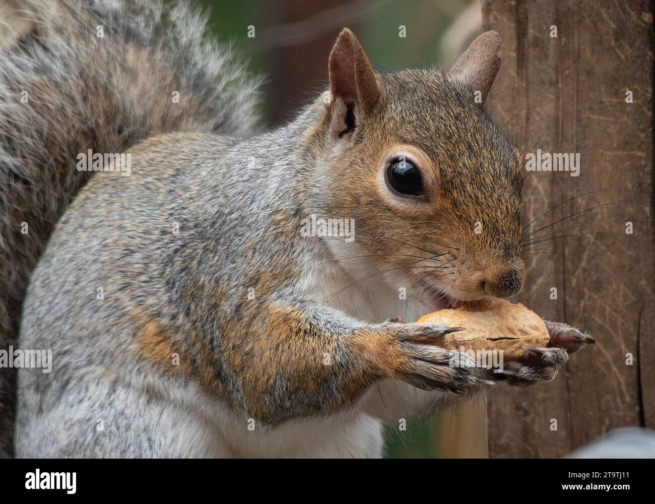 A Gray Squirrel finds a peanut on the backyard deck Stock Photo - Alamy