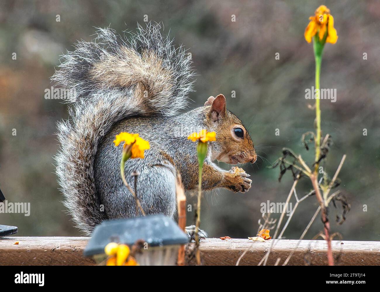 A Gray Squirrel finds a peanut on the backyard deck Stock Photo - Alamy