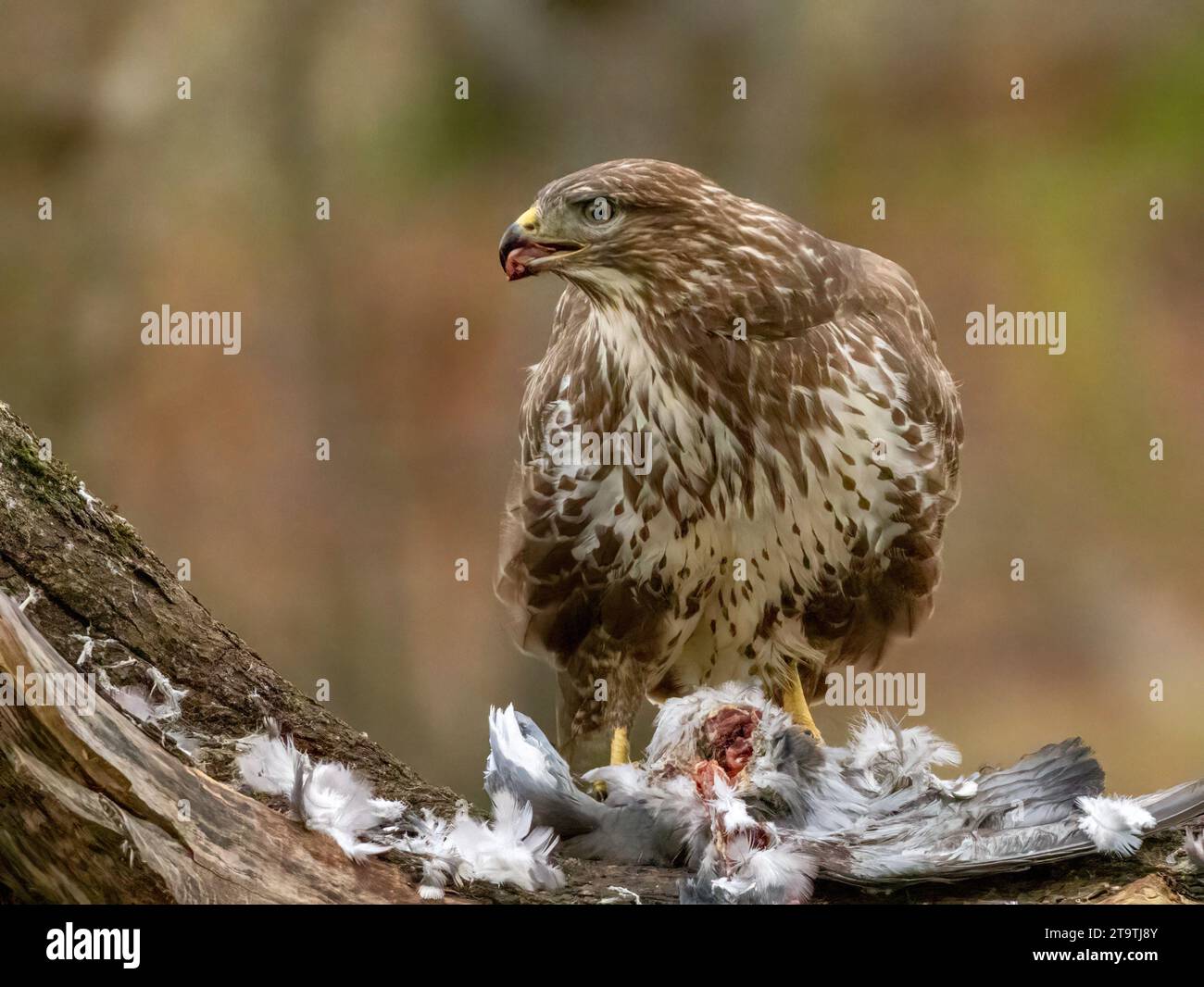 Buzzard, bird of prey, plucking and eating a pigeon in the forest Stock Photo - Alamy