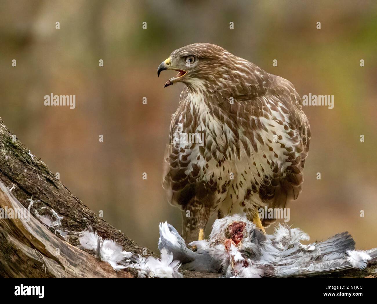 Buzzard, bird of prey, plucking and eating a pigeon in the forest Stock ...