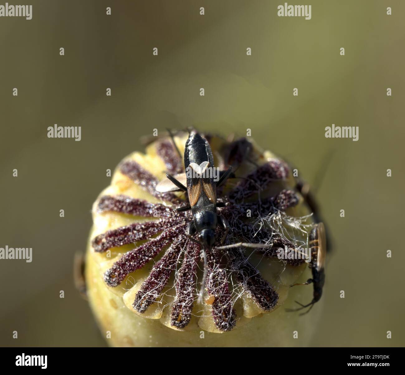 Fulvius slateri is a species of plant bug in the family Miridae Stock ...