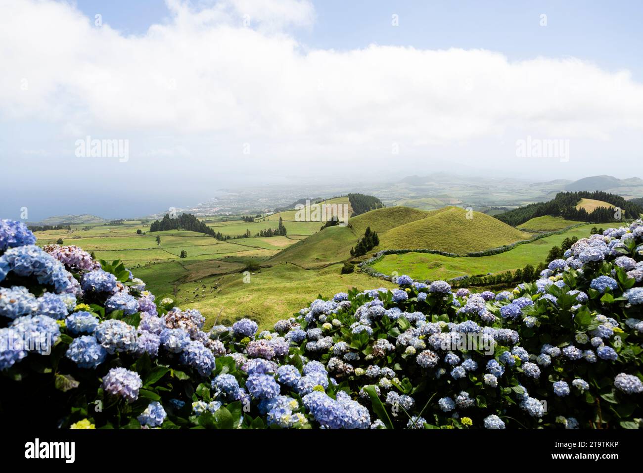 Hortensia azoren hi-res stock photography and images - Alamy
